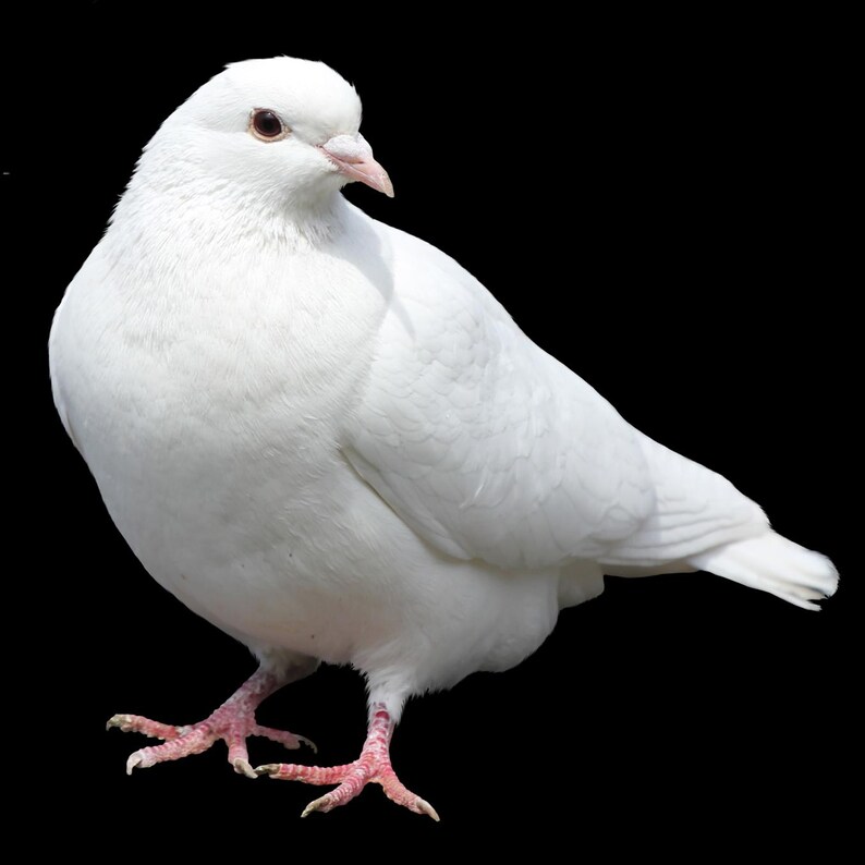 19 Pigeon Overlays PNG Realistic Flying Bird Overlays for Photography ...