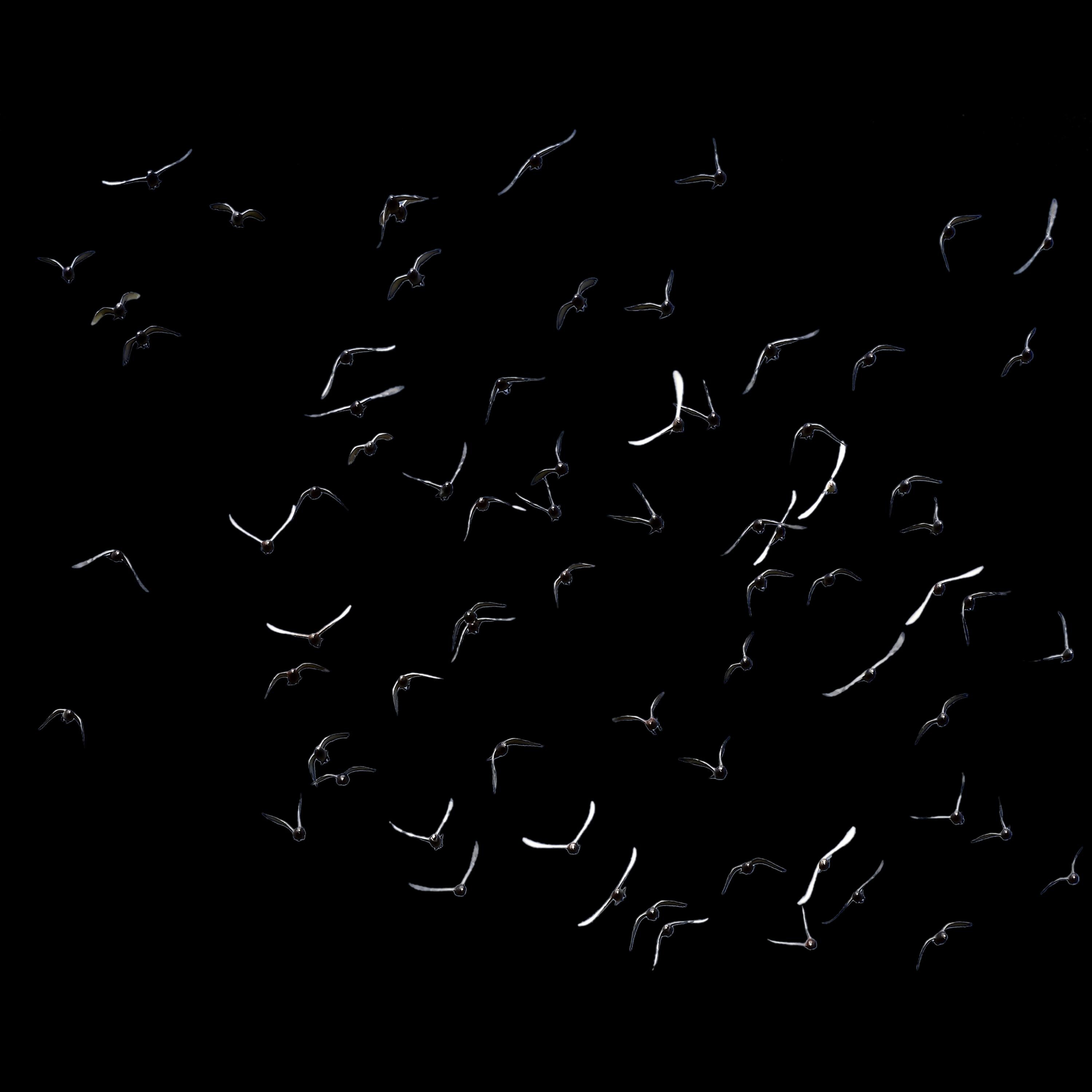 19 Pigeon Overlays PNG | Realistic Flying Bird Overlays for Photography ...