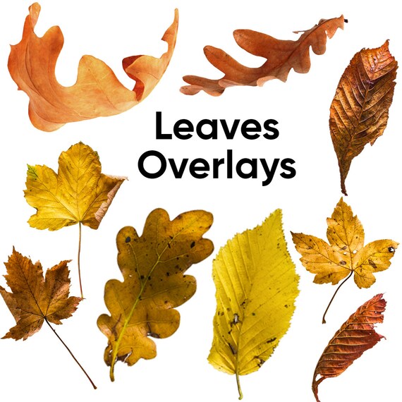 Leaves Overlays 18 Overlays Pack failling Leaves digital | Etsy