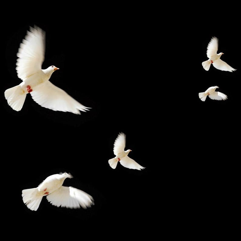 19 Pigeon Overlays PNG | Realistic Flying Bird Overlays for Photography ...