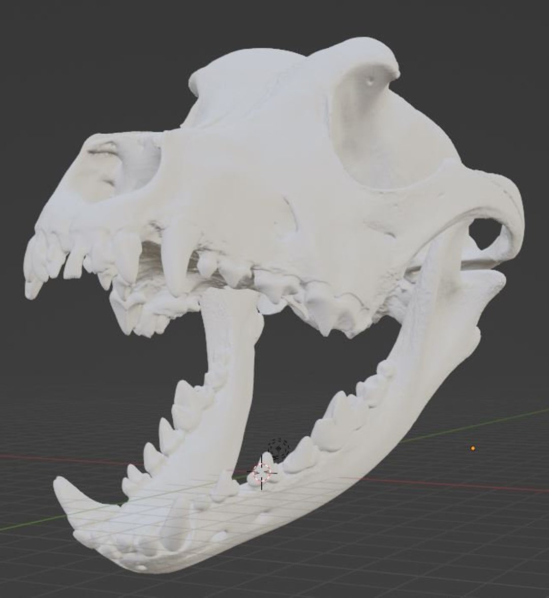 Dog Skull - Etsy