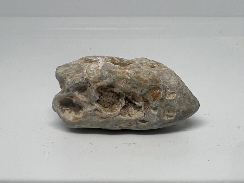 Nice Civil War Dug pain / Hospital Bullet, Chewed Minie Ball W/ Teeth ...