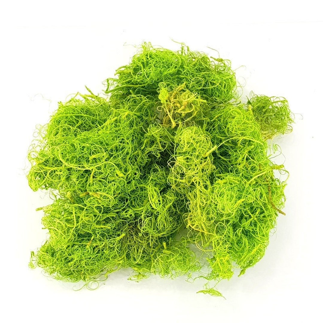 6.45 Euros per 100 G Curly Moss Green 200 G Curly Moss Tillandsia Moss ...