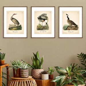 8x10'' 3 VINTAGE PRINTS Audubon Birds 8x10 Inches Wall Art Decor Rustic ...