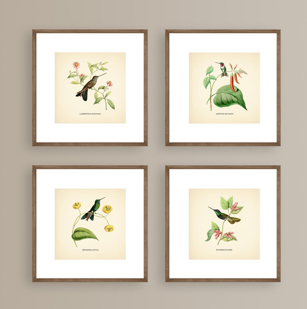 HUMMINGBIRD PRINTS SET Set of 4 Bird Prints Flower Nature Wall Art ...