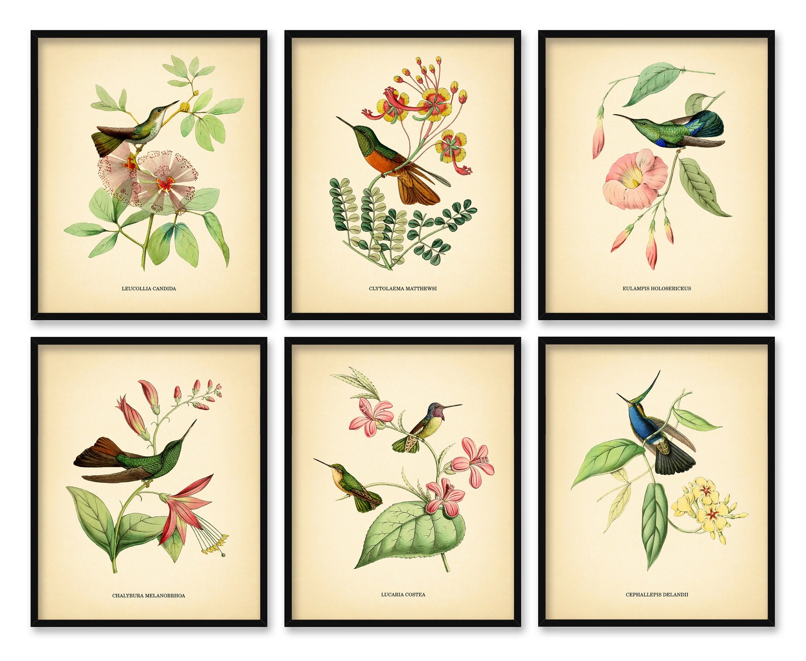 8x10'' HUMMINGBIRD PRINTS SET Set Bird Print Flower Nature Wall Art ...