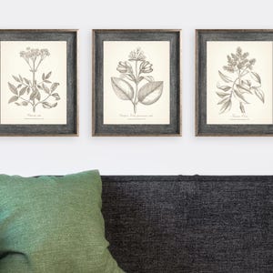 Vintage Style Botanical Prints Set of 3 Botanical Poster Wildflower ...