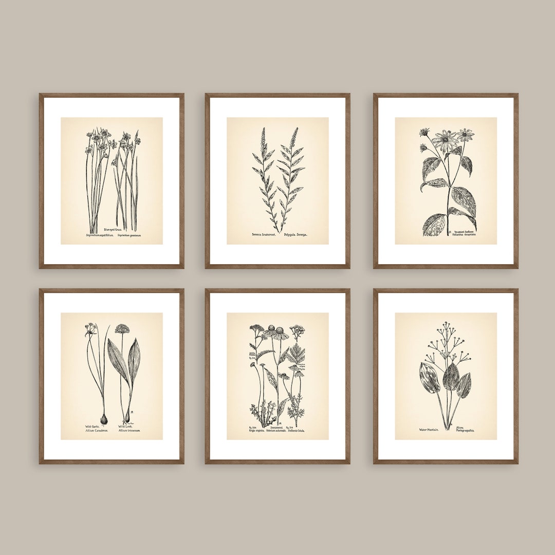 8x10'' Vintage Botanical Prints Set of 6 Botanical Poster Wildflower ...
