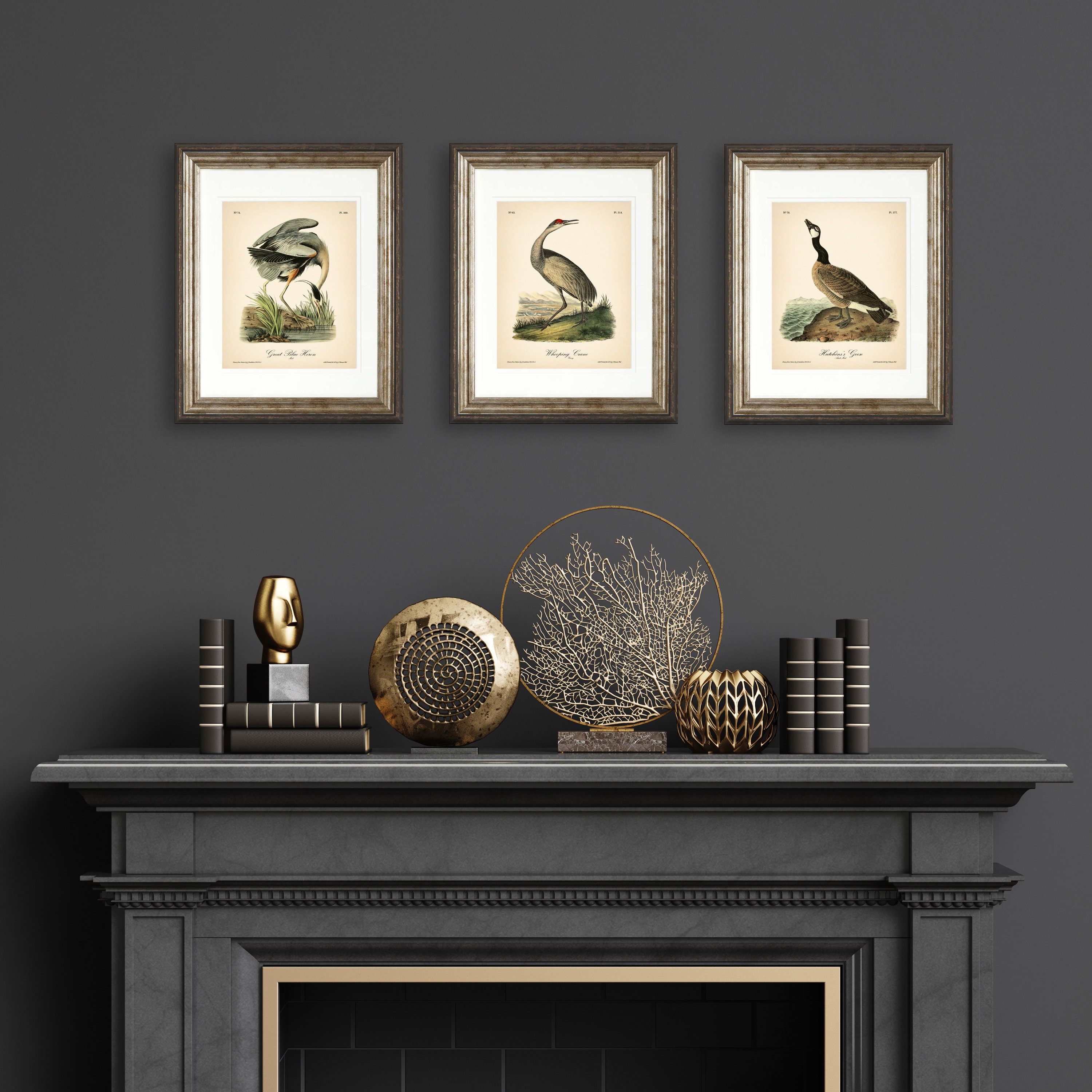 8x10'' 3 VINTAGE PRINTS Audubon Birds 8x10 Inches Wall Art Decor Rustic ...