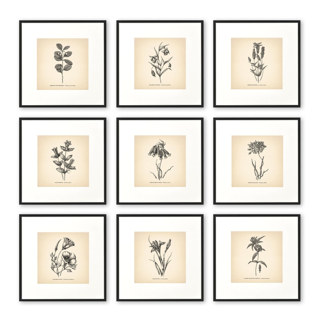Vintage Botanical Prints Set of 9 Botanical Posters Wildflower ...