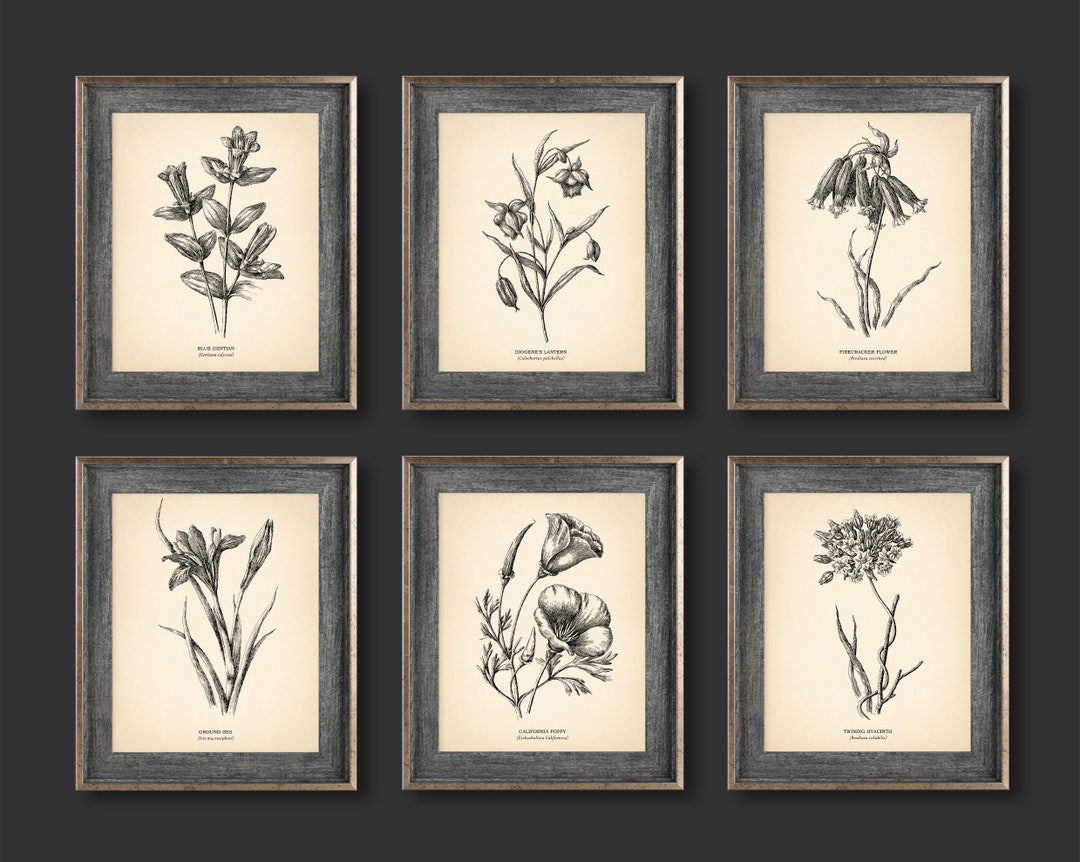 8x10'' Vintage Botanical Prints Set of 6 Botanical Poster Wildflower ...