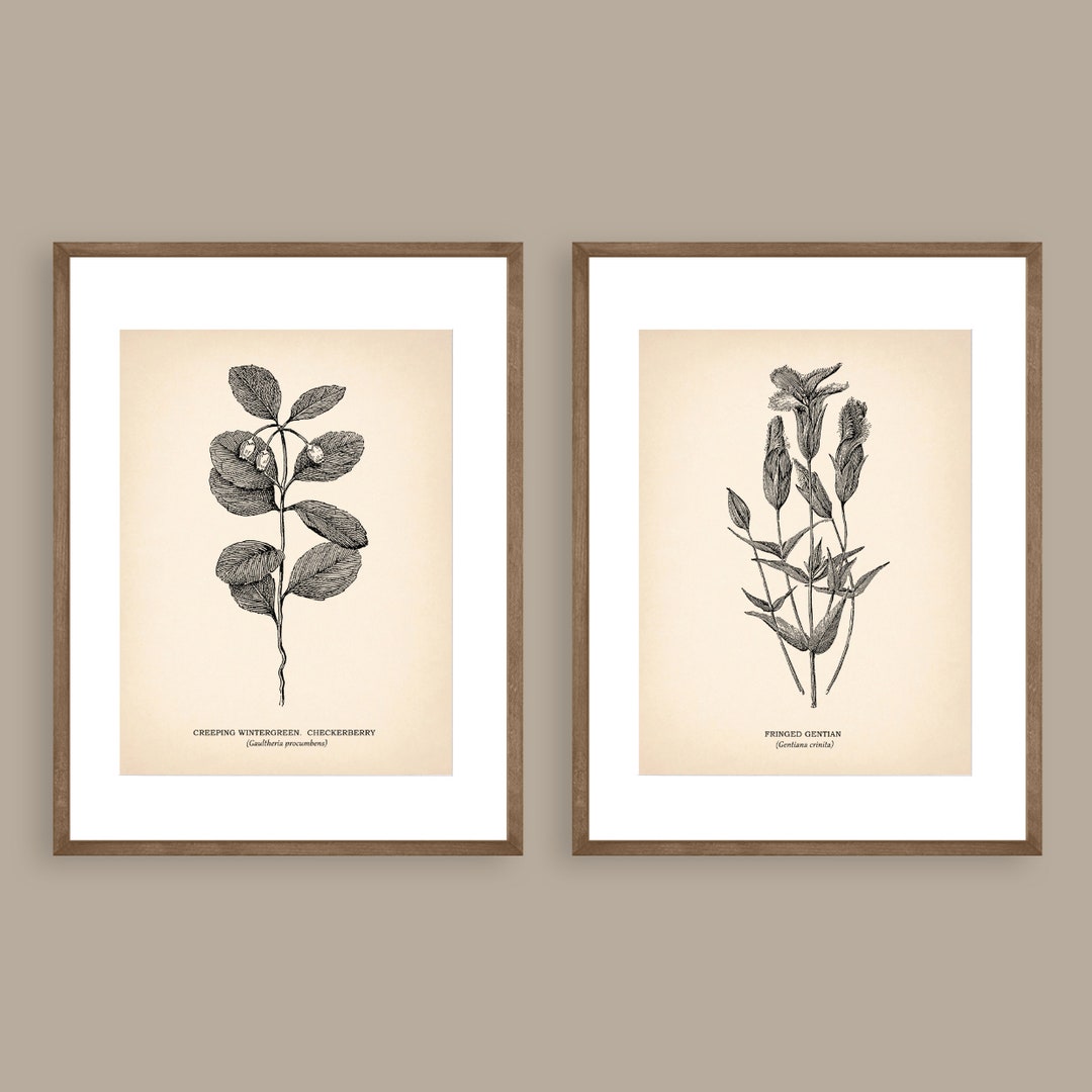 8x10'' Vintage Botanical Prints Set of 2 Botanical Poster Wildflower ...
