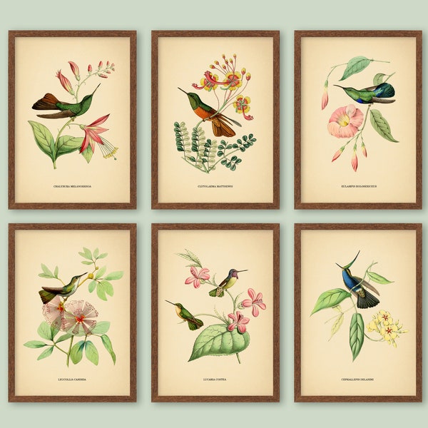 Hummingbird Prints - Etsy