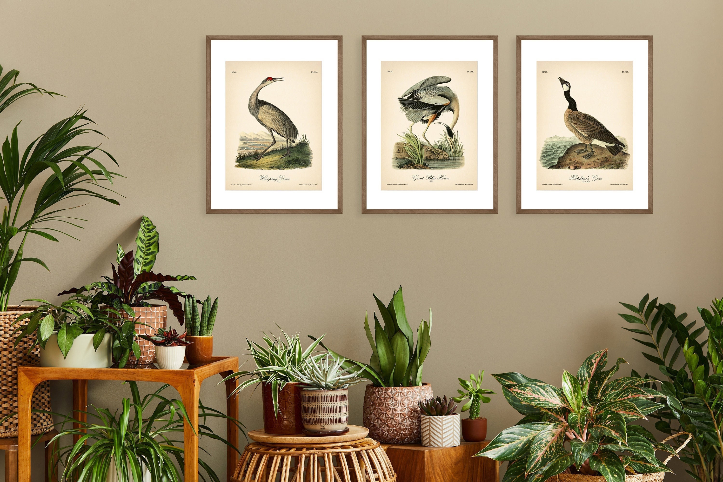 8x10'' 3 VINTAGE PRINTS Audubon Birds 8x10 Inches Wall Art Decor Rustic ...