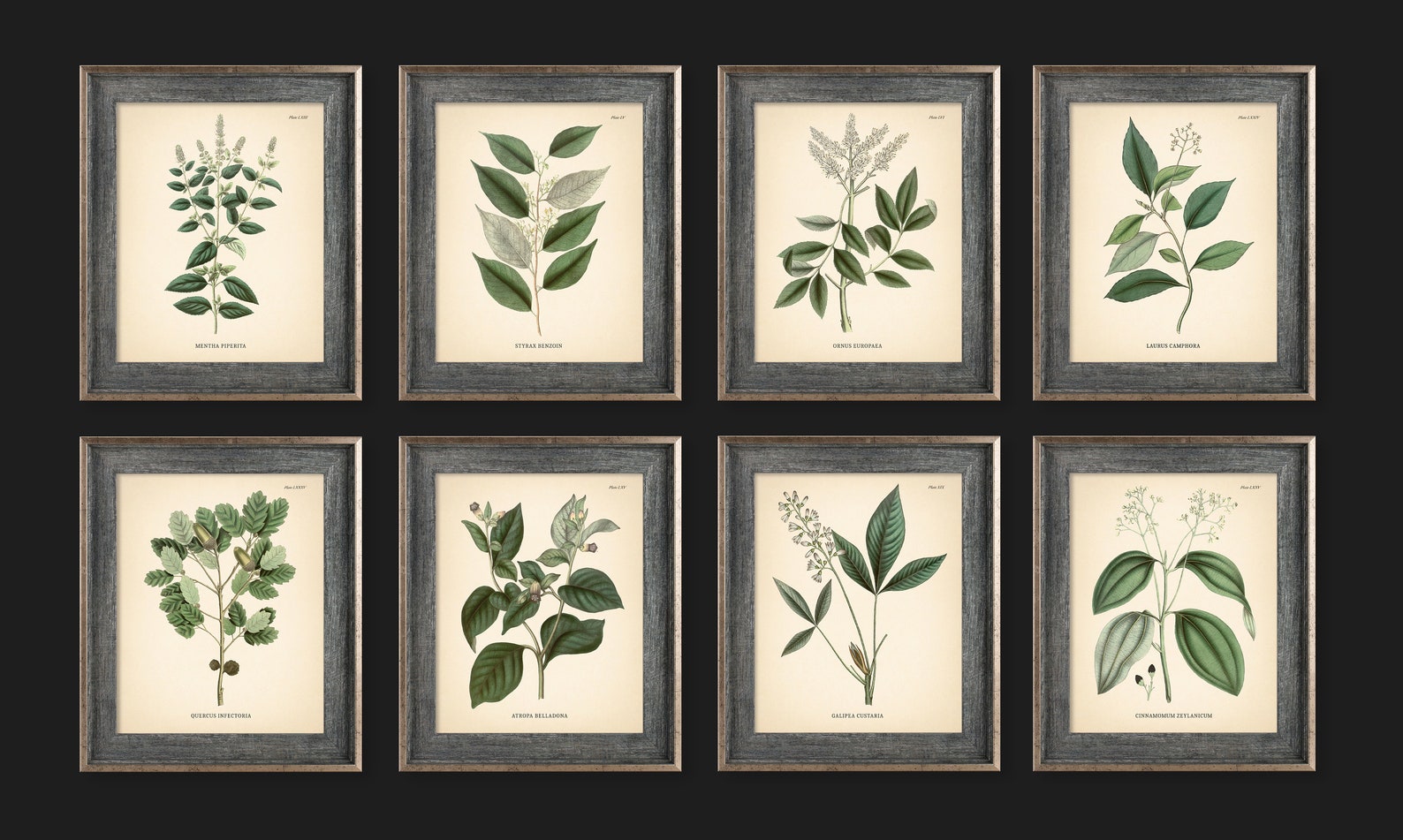 8x10'' Vintage Botanical Prints Set of 8 Botanical Poster Green Herbs ...