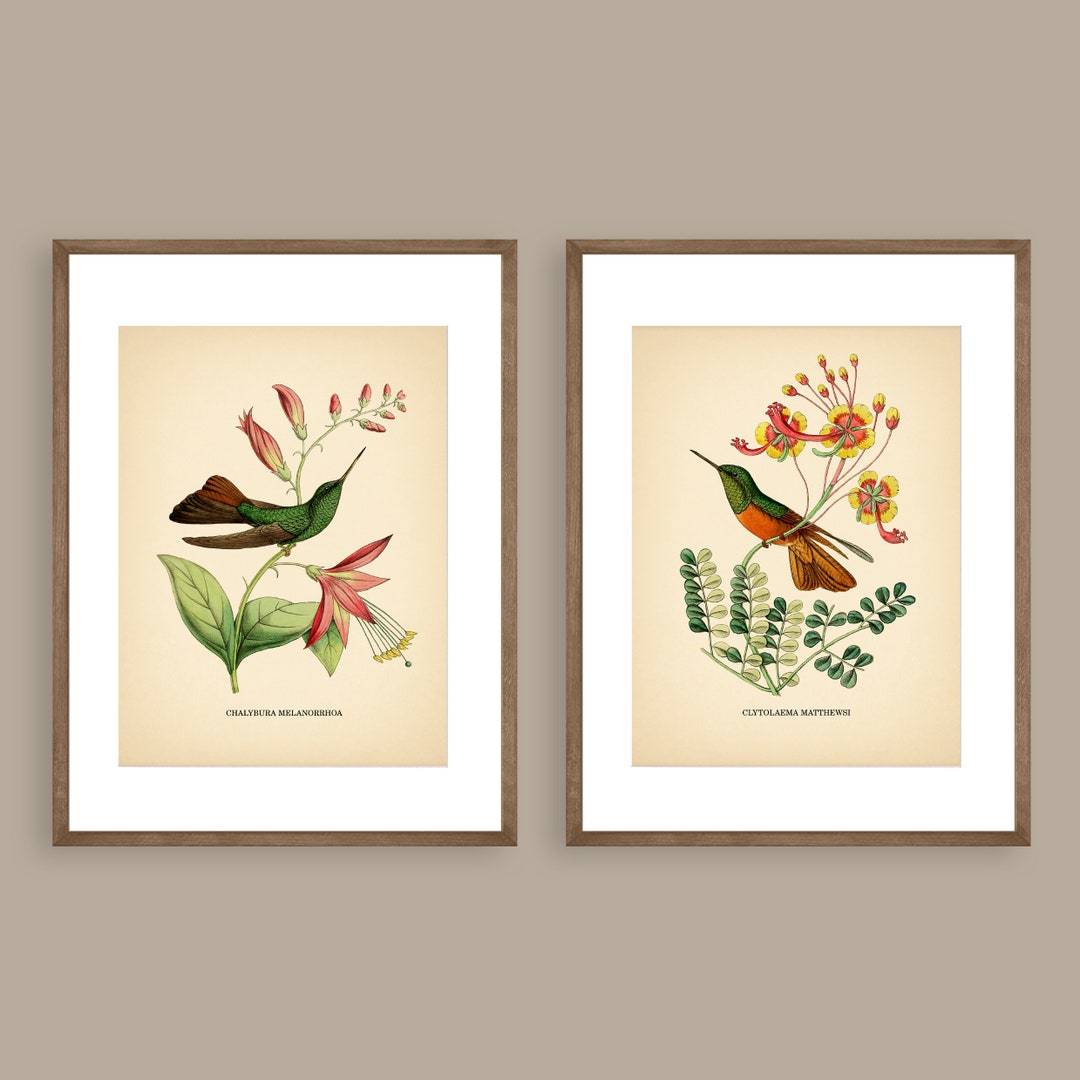 8x10'' HUMMINGBIRD PRINTS Set of 2 Bird Prints Flower Nature Wall Art ...