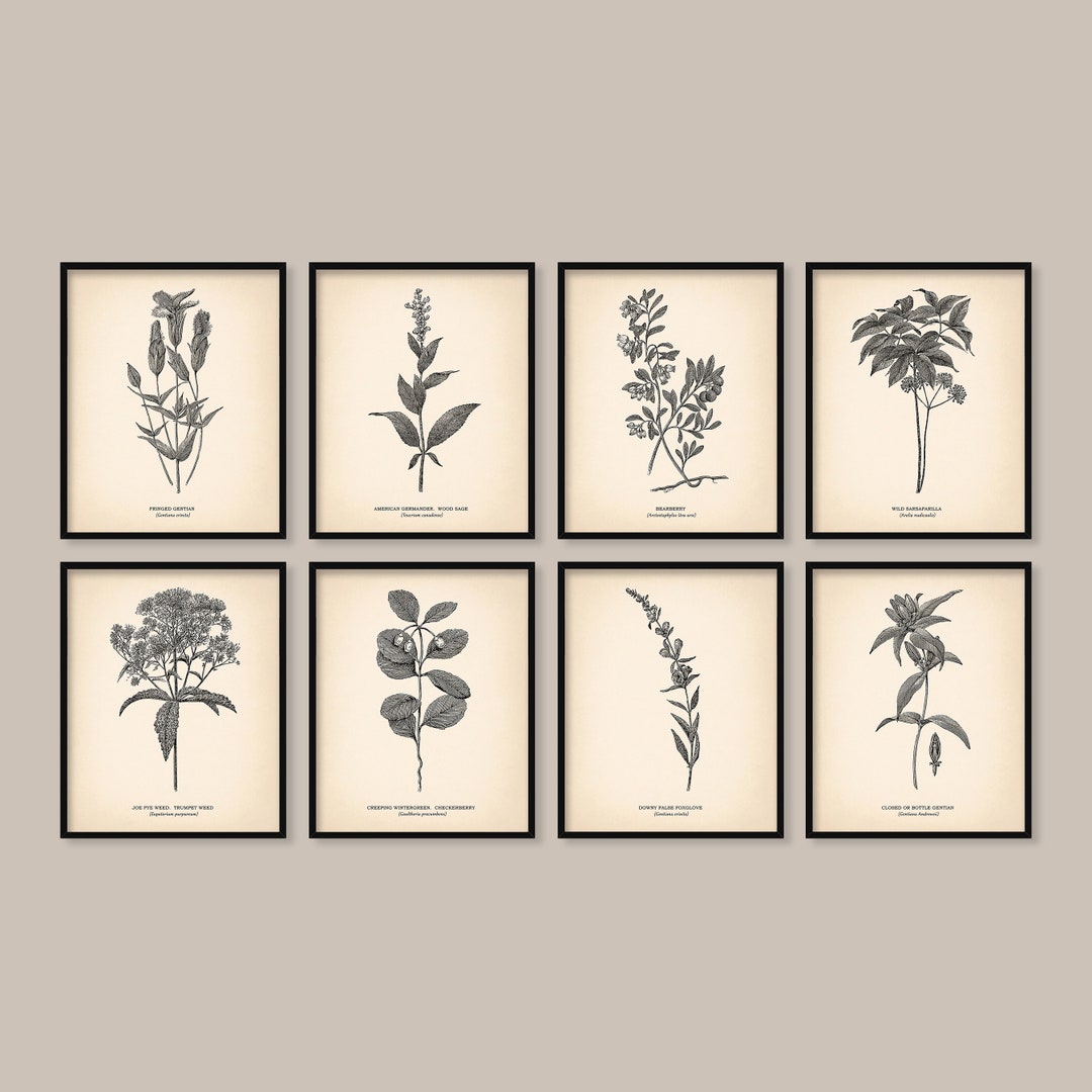 8x10'' Vintage Botanical Prints Set of 8 Botanical Poster Wildflower ...