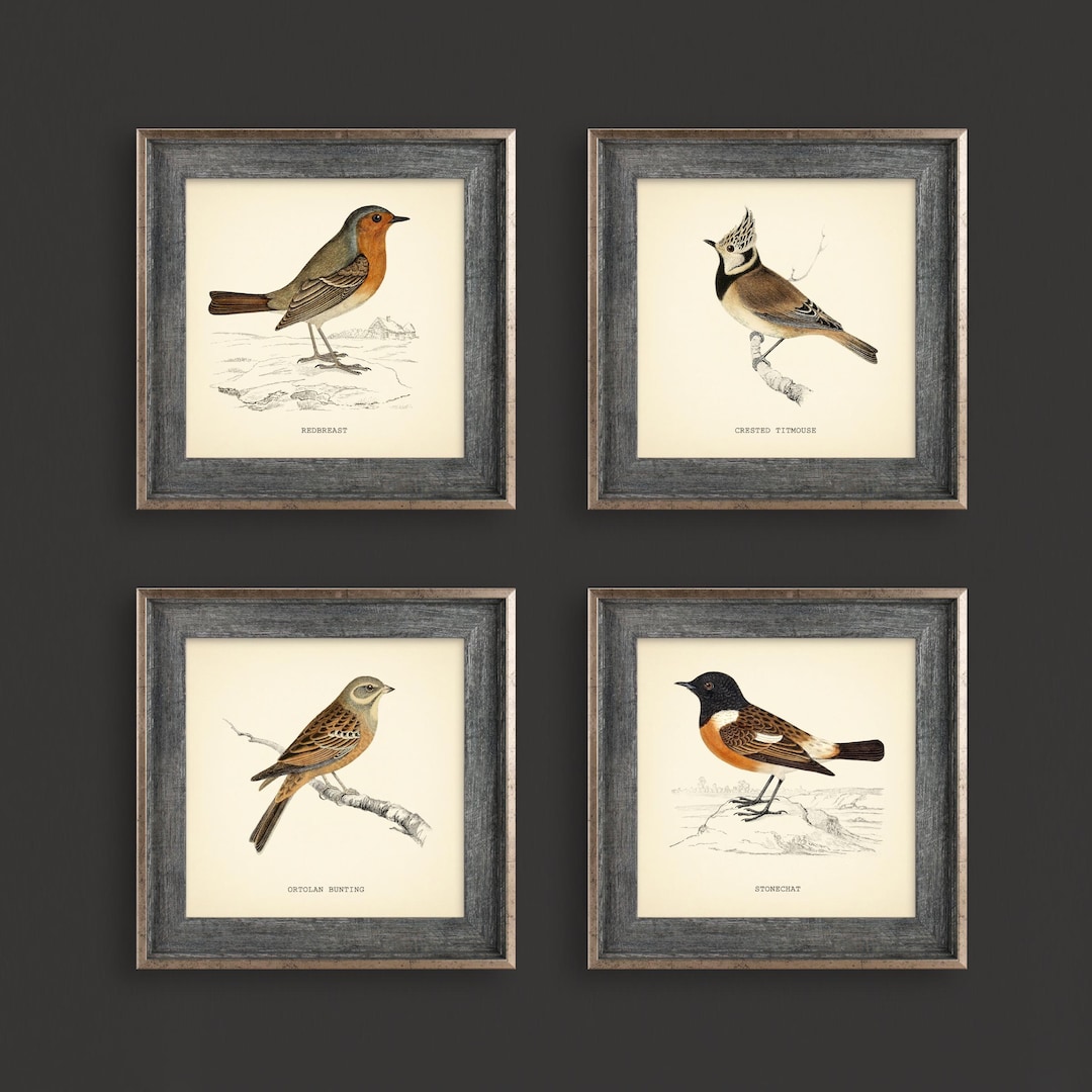 British Birds Prints Set of 4 Square Prints Botanical Prints Vintage ...