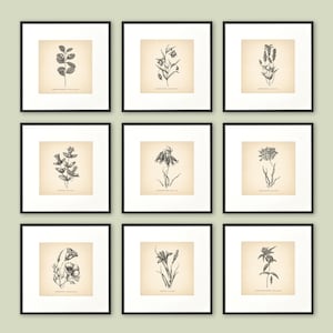 Vintage Botanical Prints Set of 9 Botanical Posters Wildflower ...