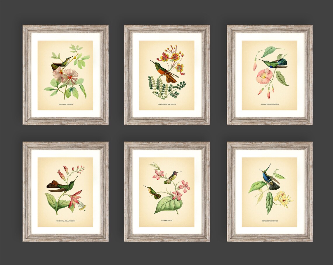 8x10'' HUMMINGBIRD PRINTS SET set bird print flower | Etsy