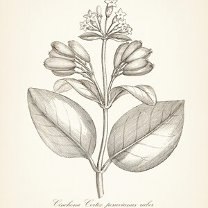 Vintage Style Botanical Prints Set of 3 Botanical Poster Wildflower ...