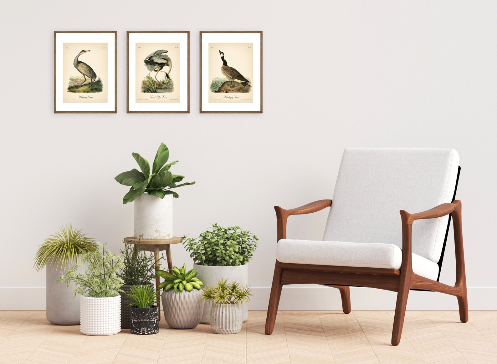 8x10'' 3 VINTAGE PRINTS Audubon Birds 8x10 Inches Wall Art Decor Rustic ...