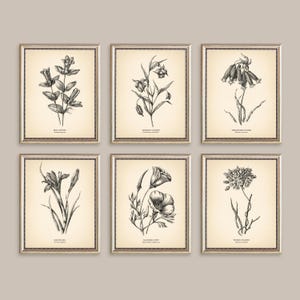 Vintage Botanical Prints Set of 6 Botanical Poster Wildflower Print ...