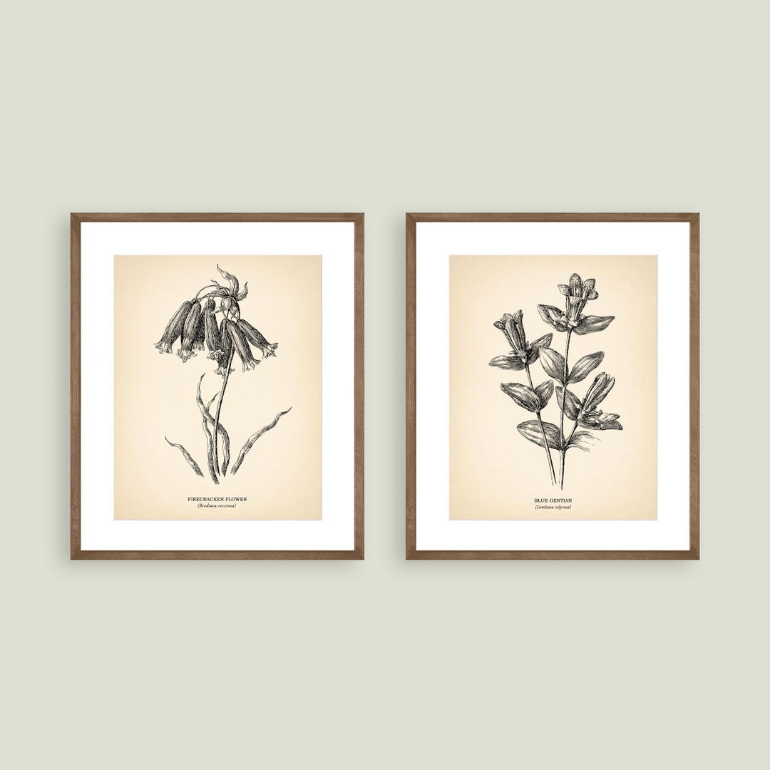 Vintage Botanical Prints Set of 2 Botanical Poster Wildflower Botanical ...