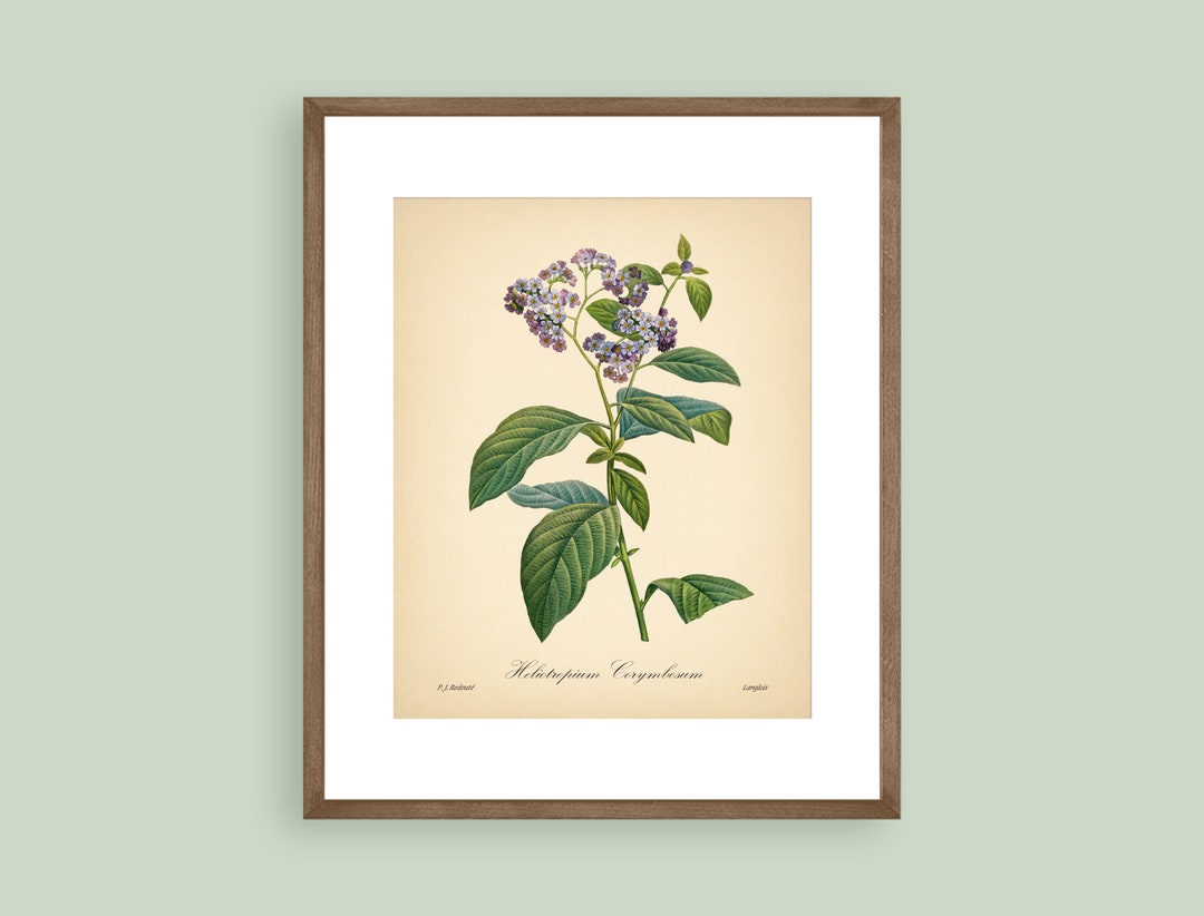 Forget-me-not Botanical Illustration Print Vintage Poster Print ...
