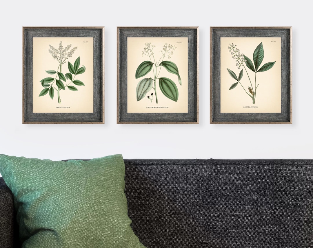 8x10'' Vintage Botanical Prints Set of 3 Botanical Poster Green Herbs ...