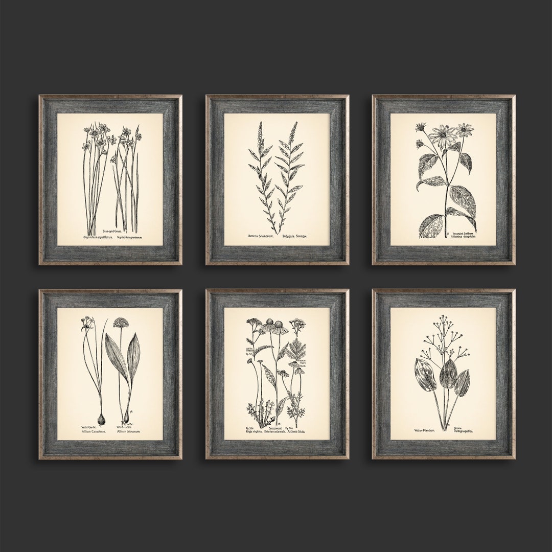 Vintage Botanical Prints Set of 6 Botanical Poster Wildflower Botanical ...