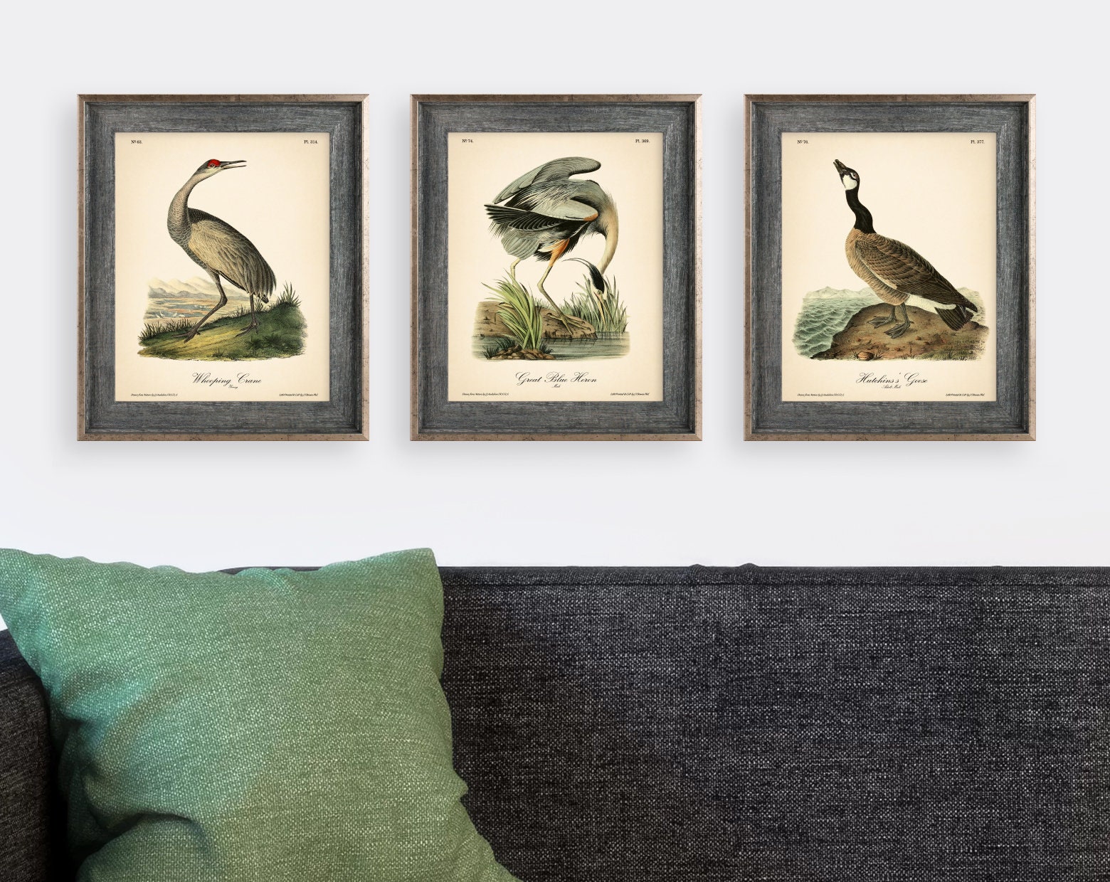 8x10'' 3 VINTAGE PRINTS Audubon Birds 8x10 Inches Wall - Etsy UK