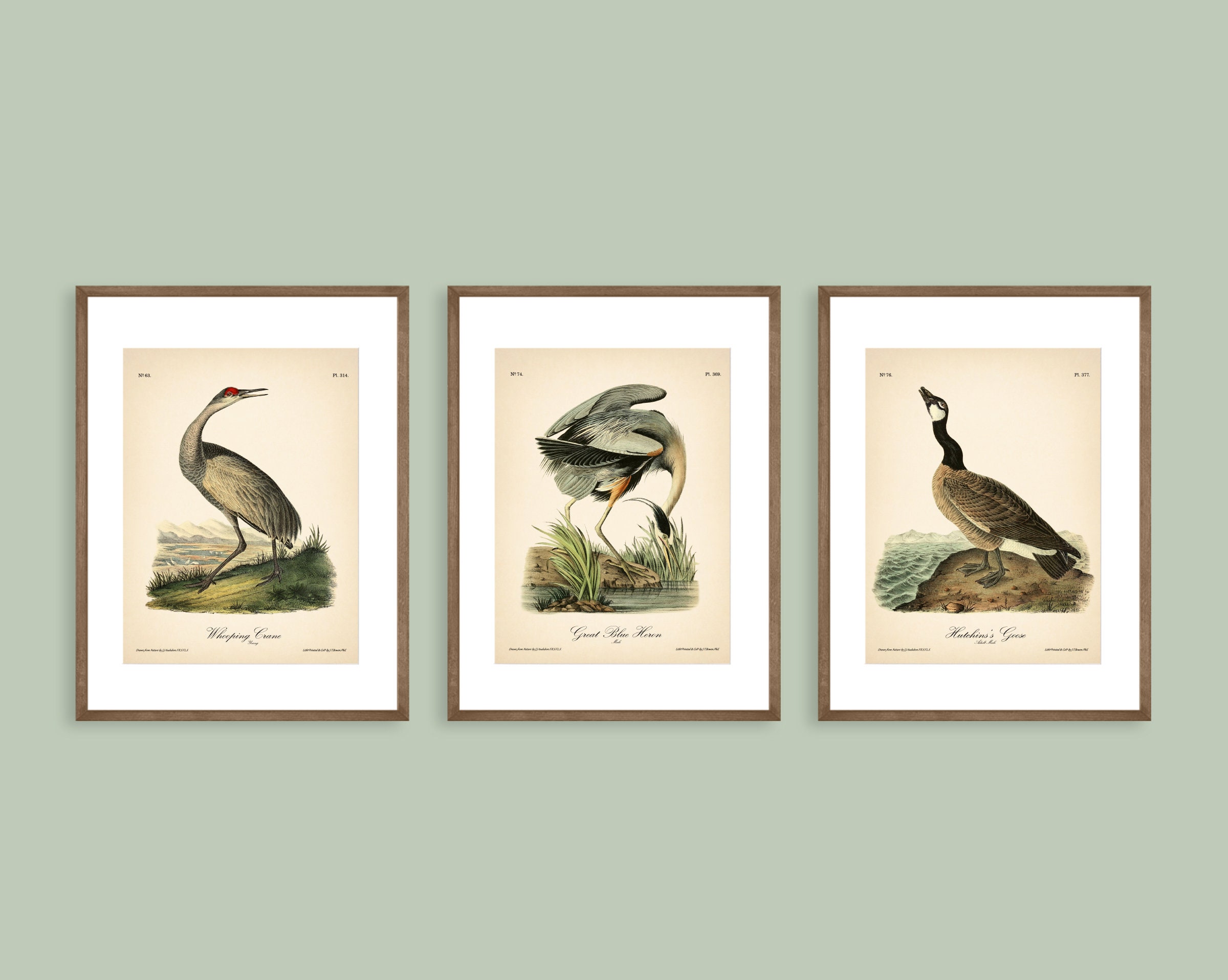8x10'' 3 VINTAGE PRINTS Audubon Birds 8x10 Inches Wall Art Decor Rustic ...