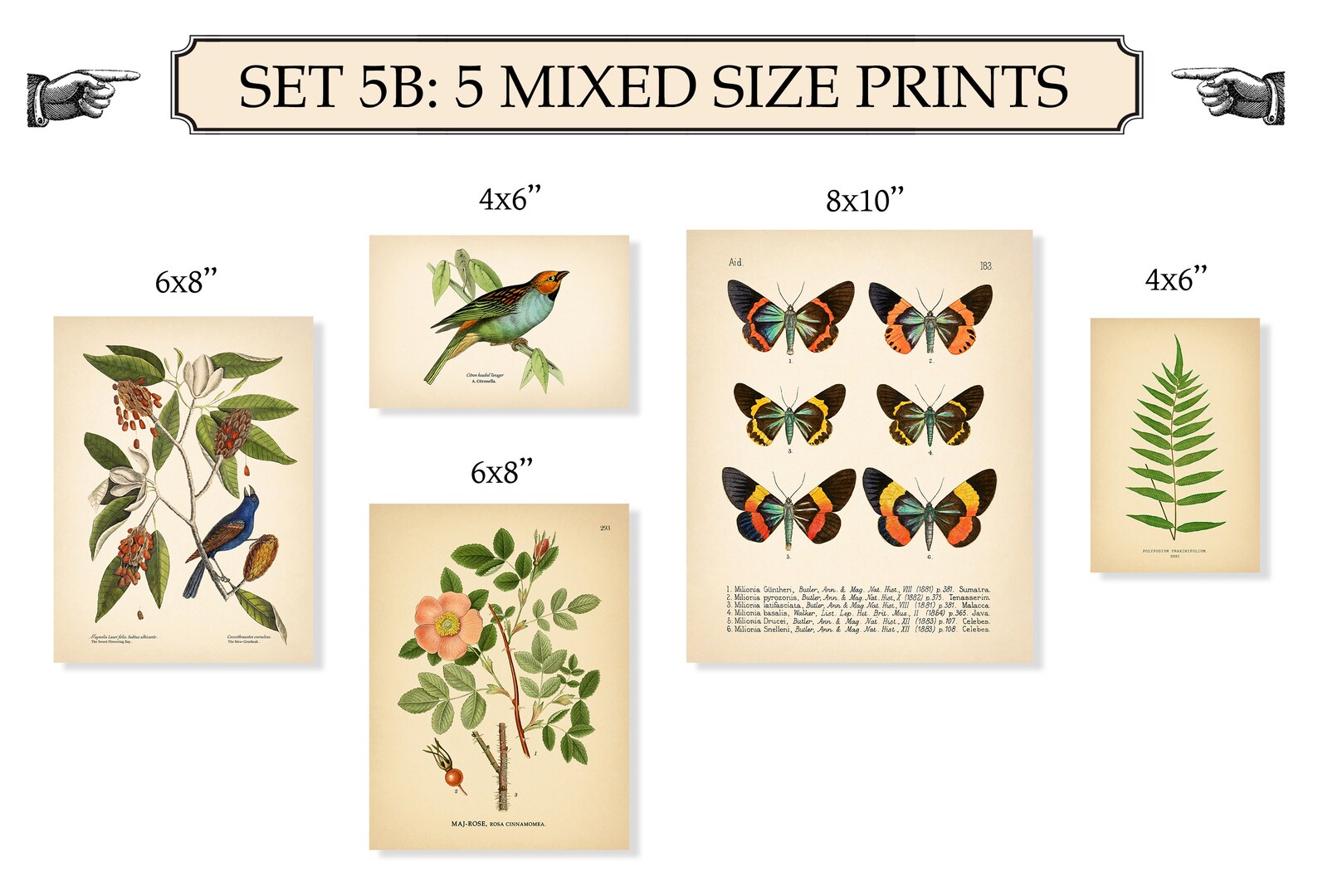 5 Vintage Botanical Prints Set Botanical Poster Flower | Etsy