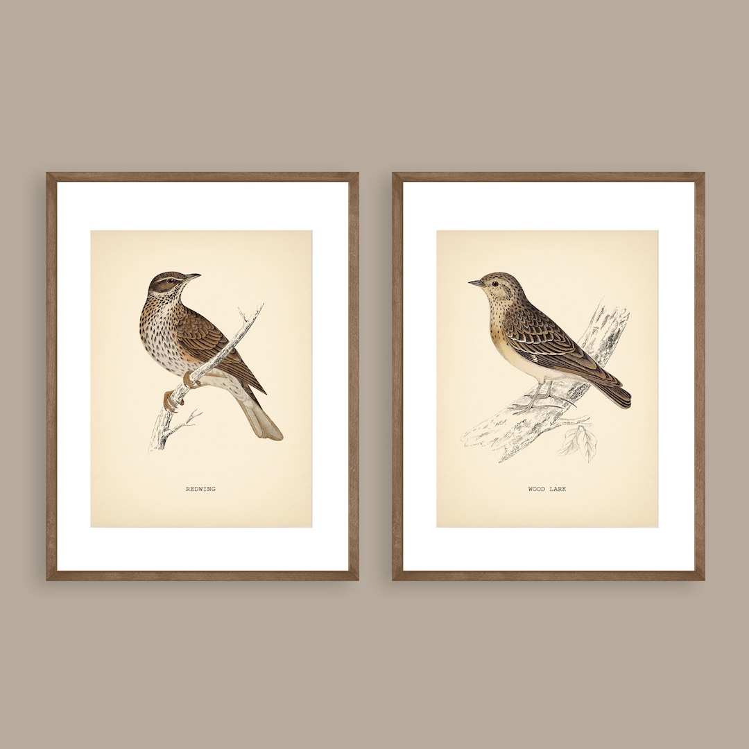 Set of 2 British Birds Prints Various Sizes Botanical Prints Set of 2 ...