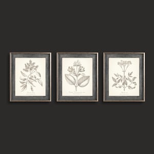 Vintage Style Botanical Prints Set of 3 Botanical Poster Wildflower ...