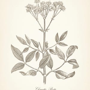 Vintage Style Botanical Prints Set of 2 Botanical Posters Wildflower ...