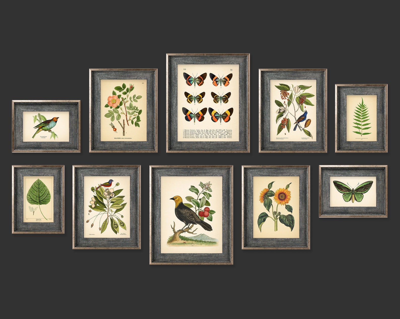 Set of 10 Vintage Botanical Prints Botanical Poster Flower - Etsy UK