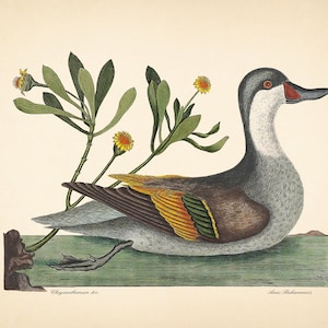 Set of 6 Restored Vintage Botanical Prints | Flower Print Butterfly ...