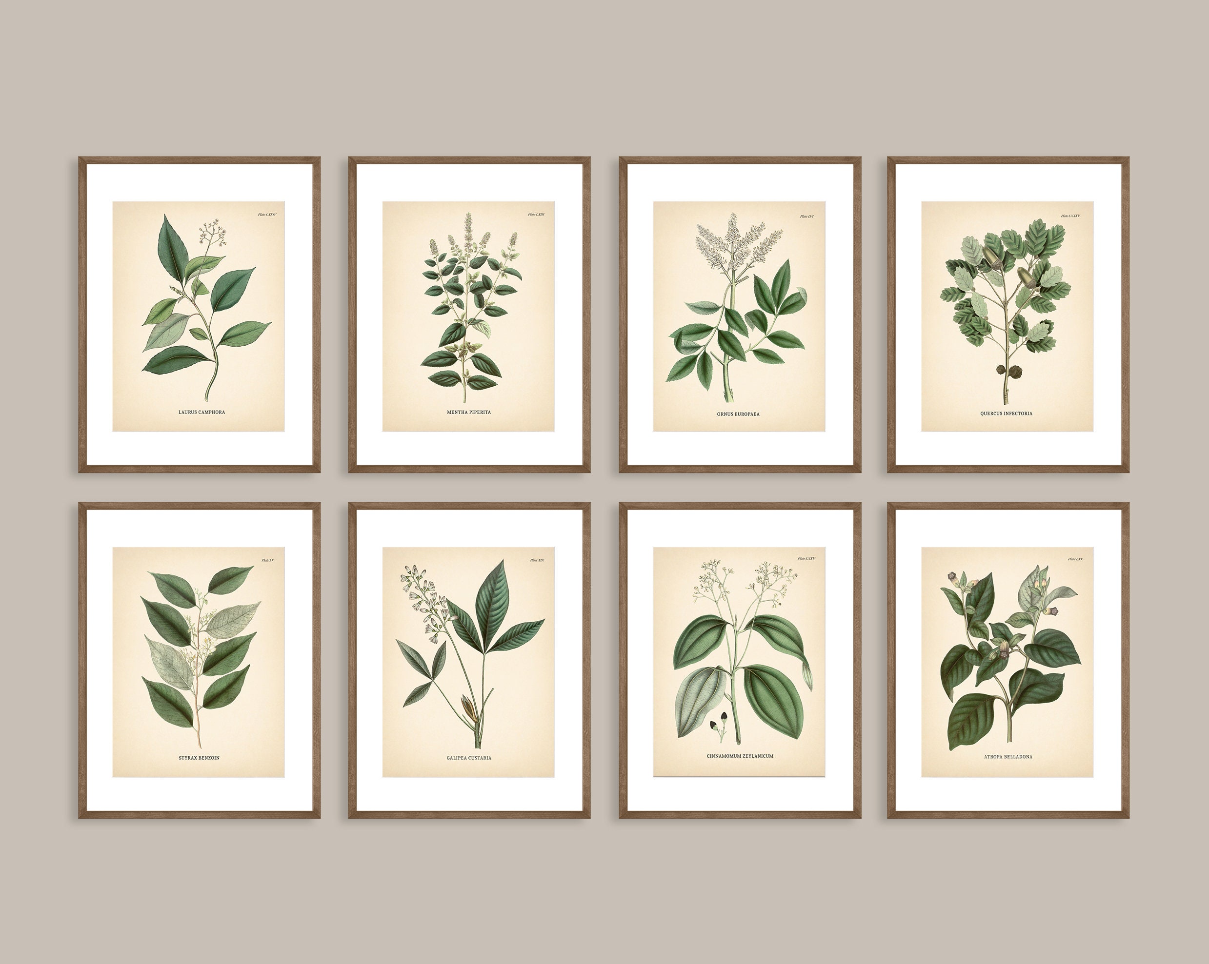 8x10'' Vintage Botanical Prints Set of 8 Botanical Poster Green Herbs ...