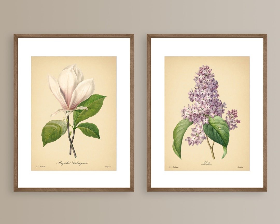 8x10'' Vintage Botanical Prints Set of 2 Botanical - Etsy UK