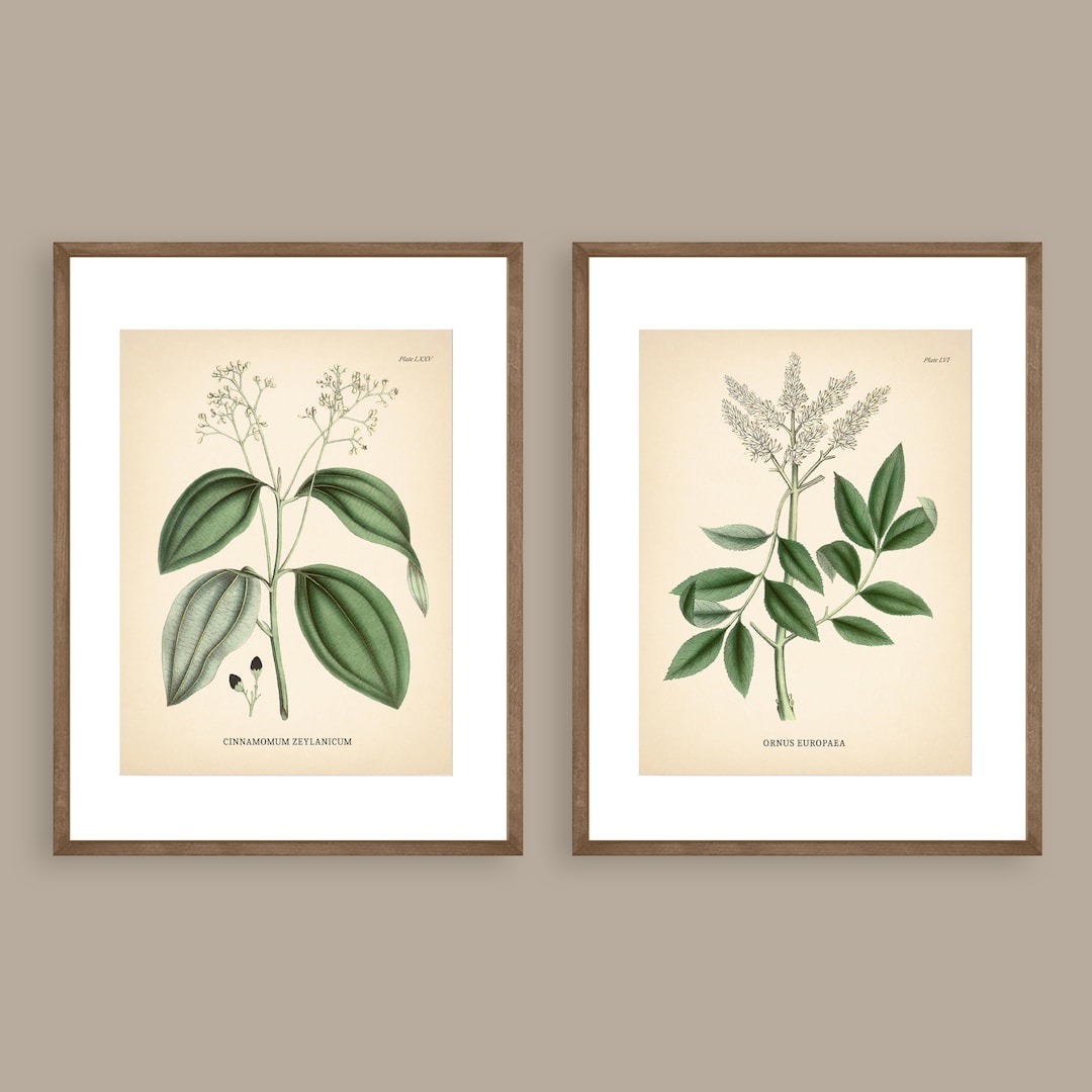 8x10'' vintage Botanical Prints Ensemble de 2 affiches botaniques ...