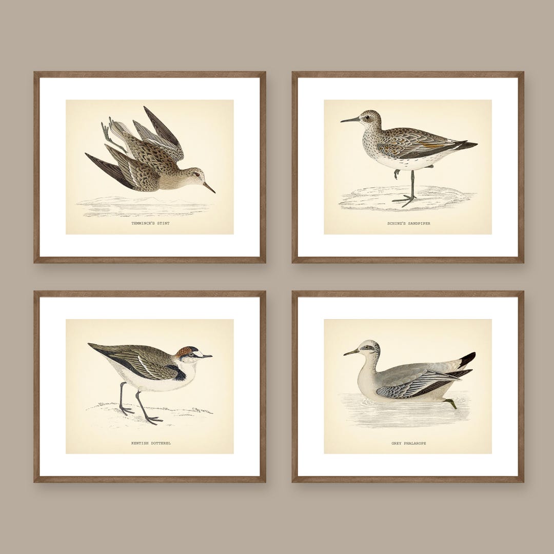 BRITISH BIRDS PRINTS Set of 4 Vintage Style Prints Botanical Poster ...