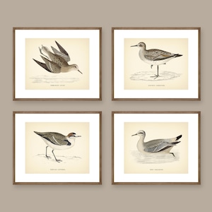 BRITISH BIRDS PRINTS Set of 4 Vintage Style Prints Botanical Poster ...
