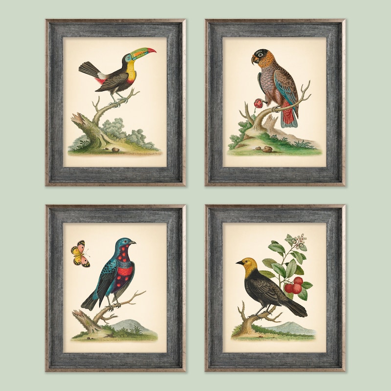 Vintage Bird Prints - Etsy