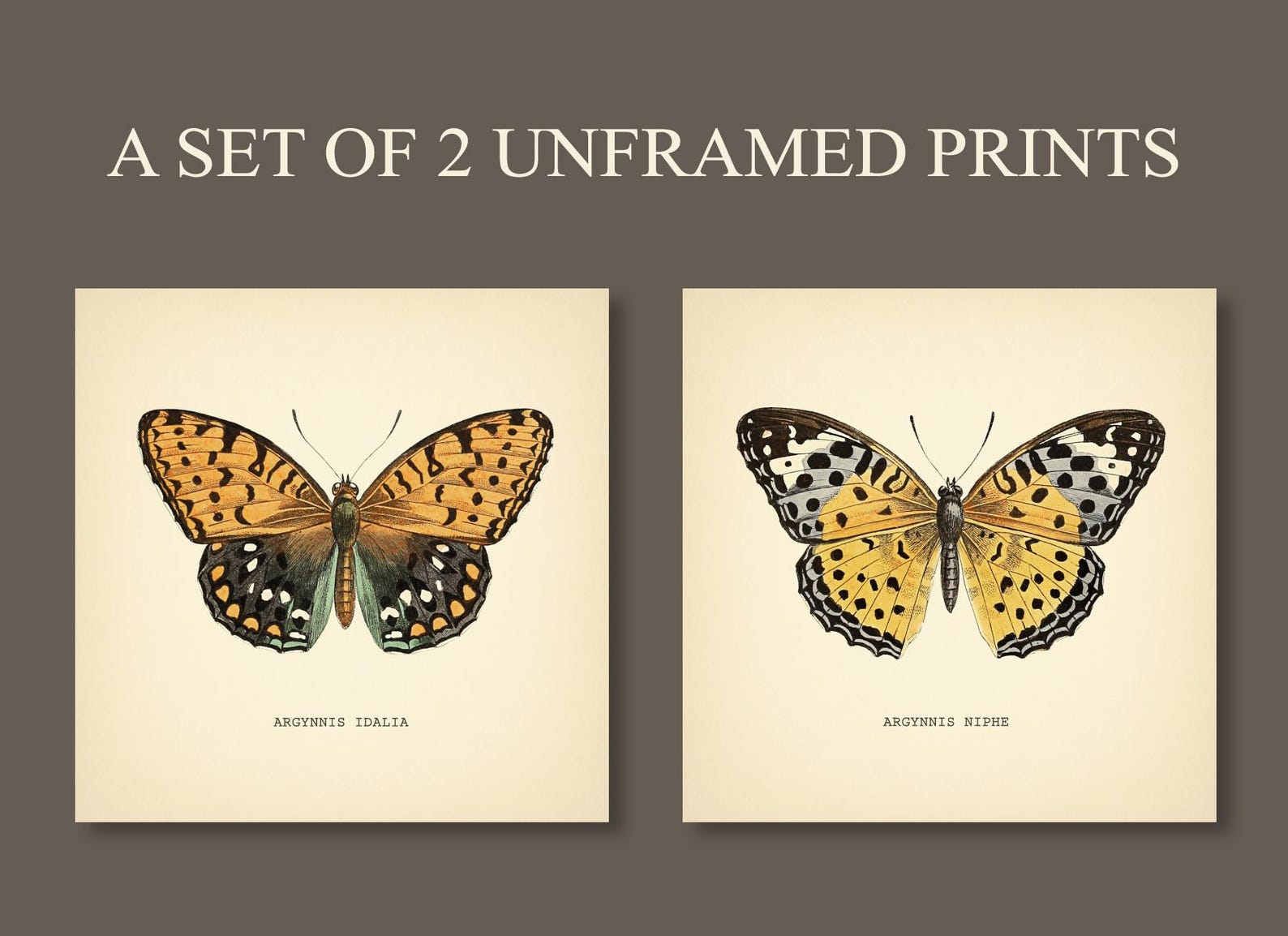 Set of 2 Vintage Butterflies Prints Botanical Square Print Butterfly ...