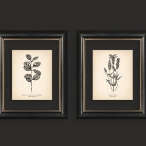 8x10'' Vintage Botanical Prints Set of 2 Botanical Poster Wildflower ...