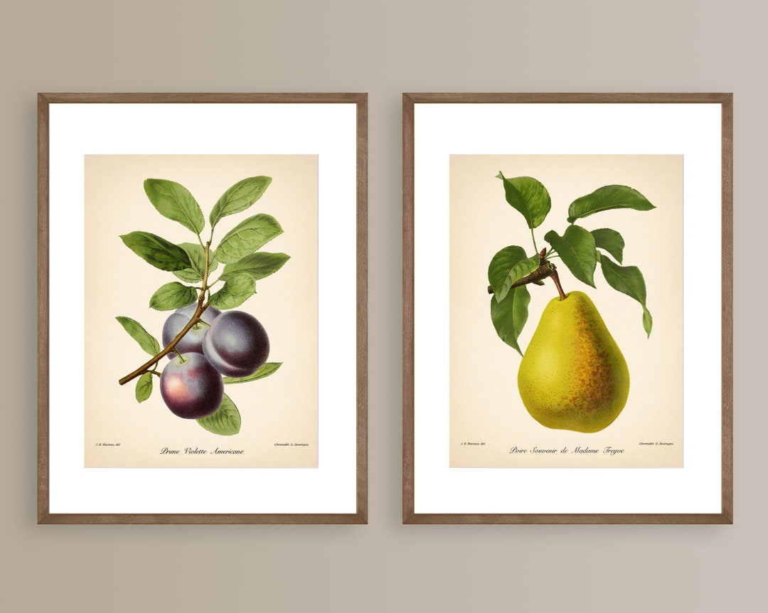 VINTAGE FRUIT Prints Botanical Art Wall Art Rustic Decor Fruit - Etsy UK