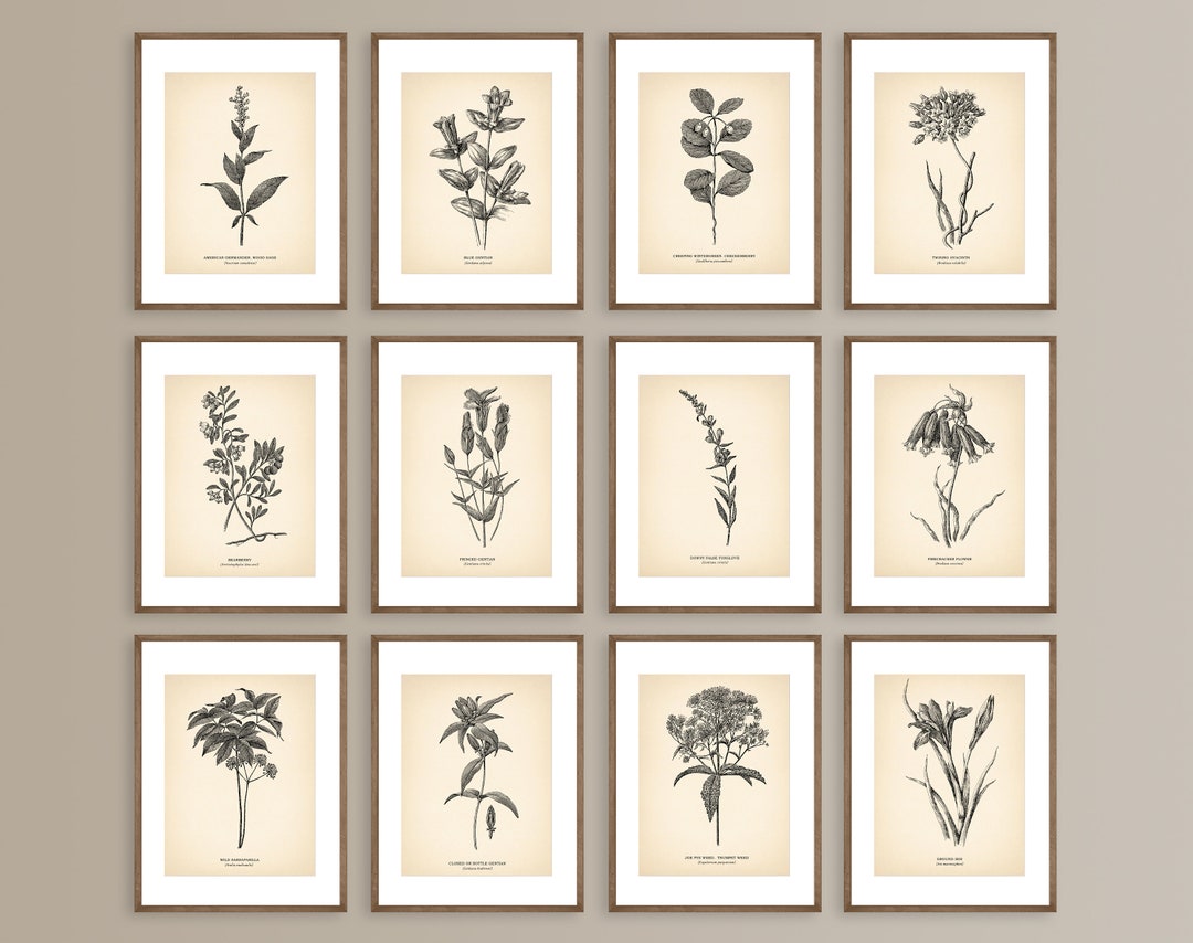 8x10'' Vintage Botanical Prints Set of 12 Botanical Poster Wildflower ...