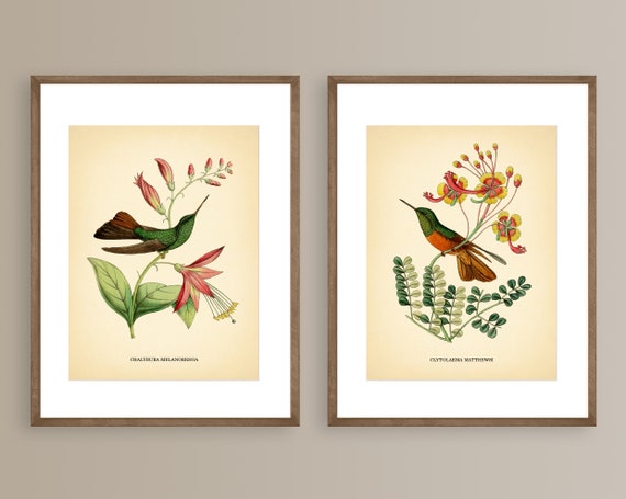 8x10'' HUMMINGBIRD PRINTS Set of 2 Bird Prints Flower | Etsy
